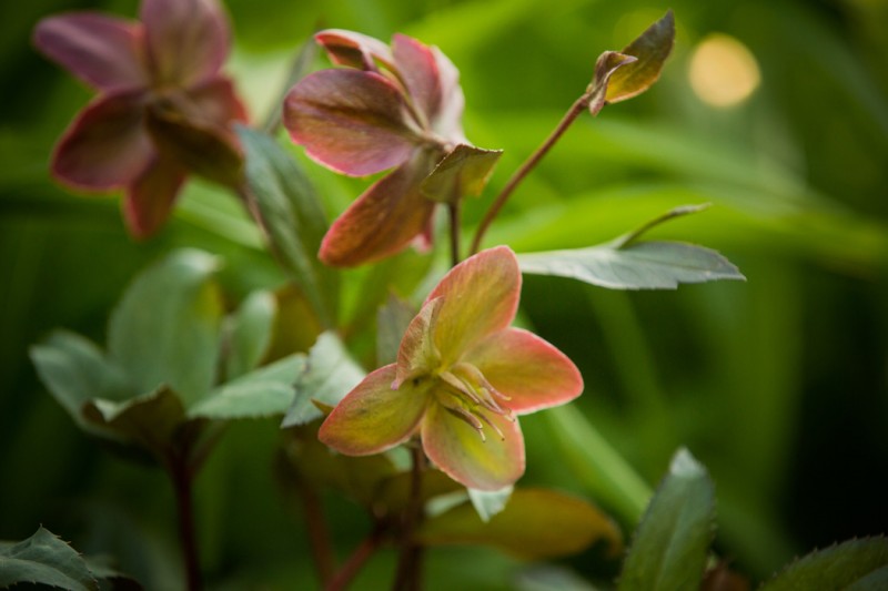 Gallery - ContemplativeGardens.org ContemplativeGardens.org