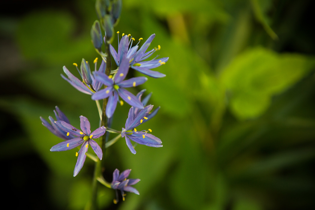 Gallery - ContemplativeGardens.org ContemplativeGardens.org