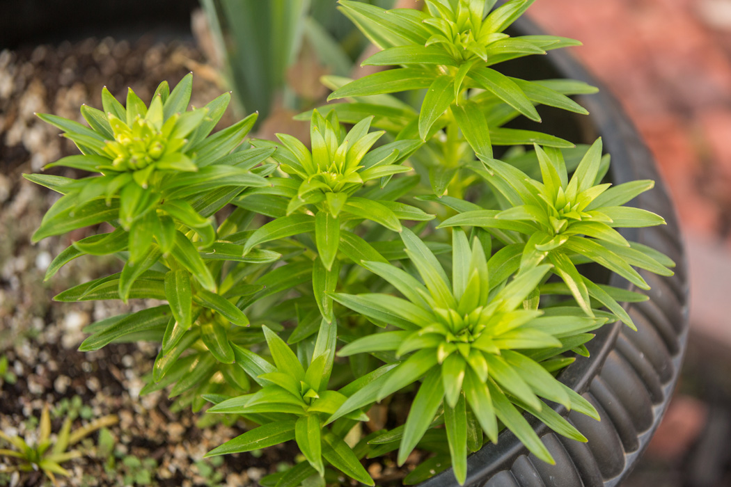 Gallery - ContemplativeGardens.org ContemplativeGardens.org