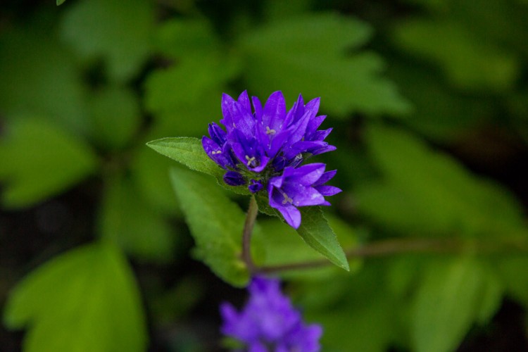 Gallery - ContemplativeGardens.org ContemplativeGardens.org