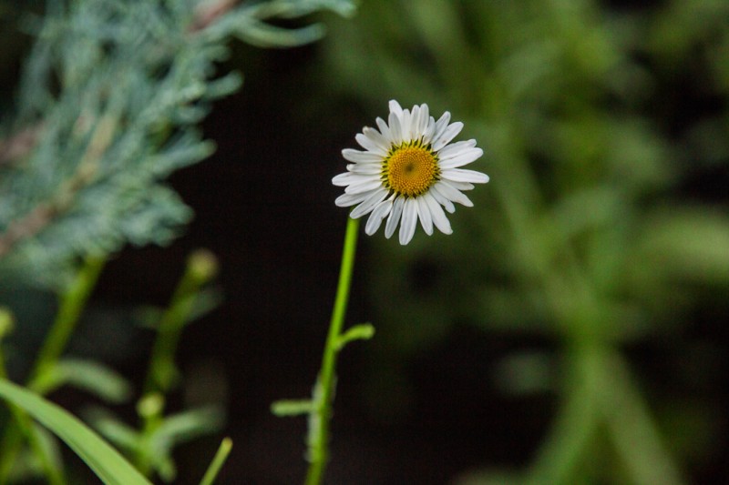 Gallery - ContemplativeGardens.org ContemplativeGardens.org