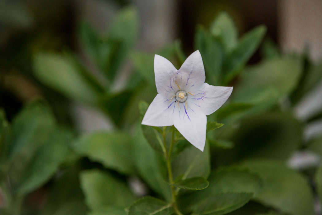 Gallery - ContemplativeGardens.org ContemplativeGardens.org