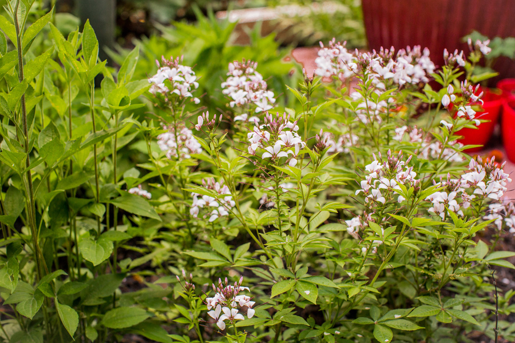 Gallery - ContemplativeGardens.org ContemplativeGardens.org